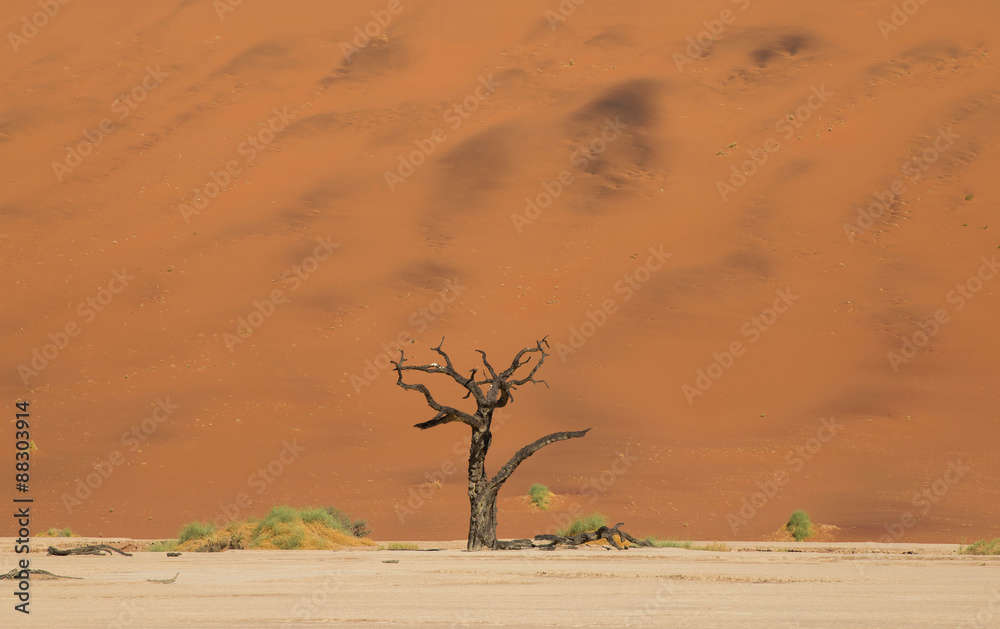 Solo tree in front of red dunes of Sossusvlei, Namibia Stock Photo ...