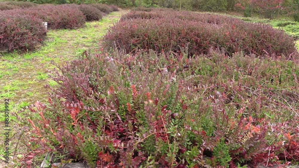 Cranberry mossberry berry plants grow in farm plantation. Healthy ...