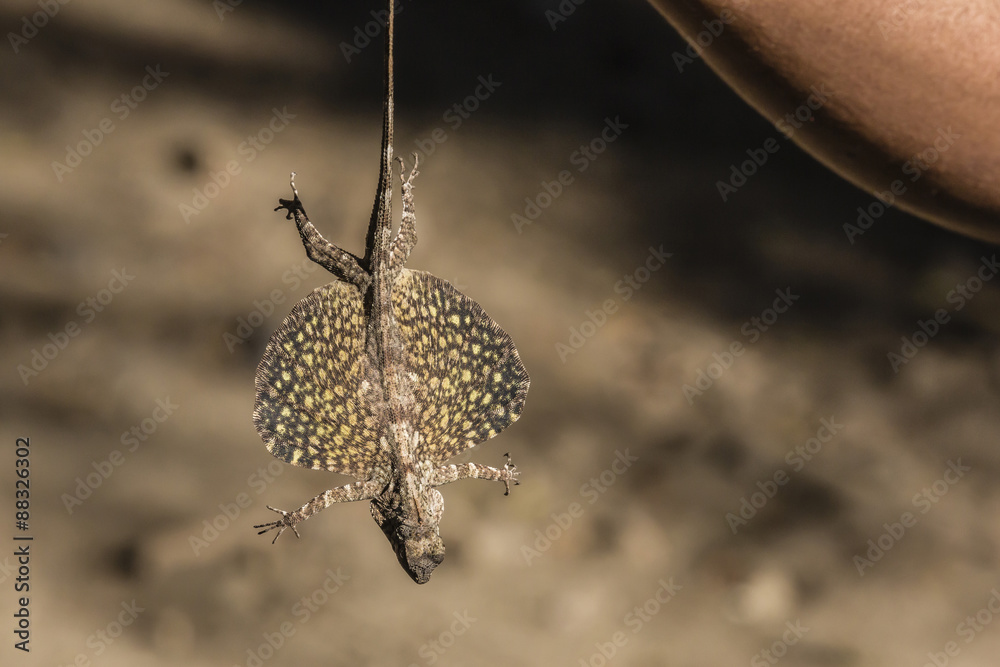 An adult flying dragon (Draco spp), an agamid lizard, Komodo National ...