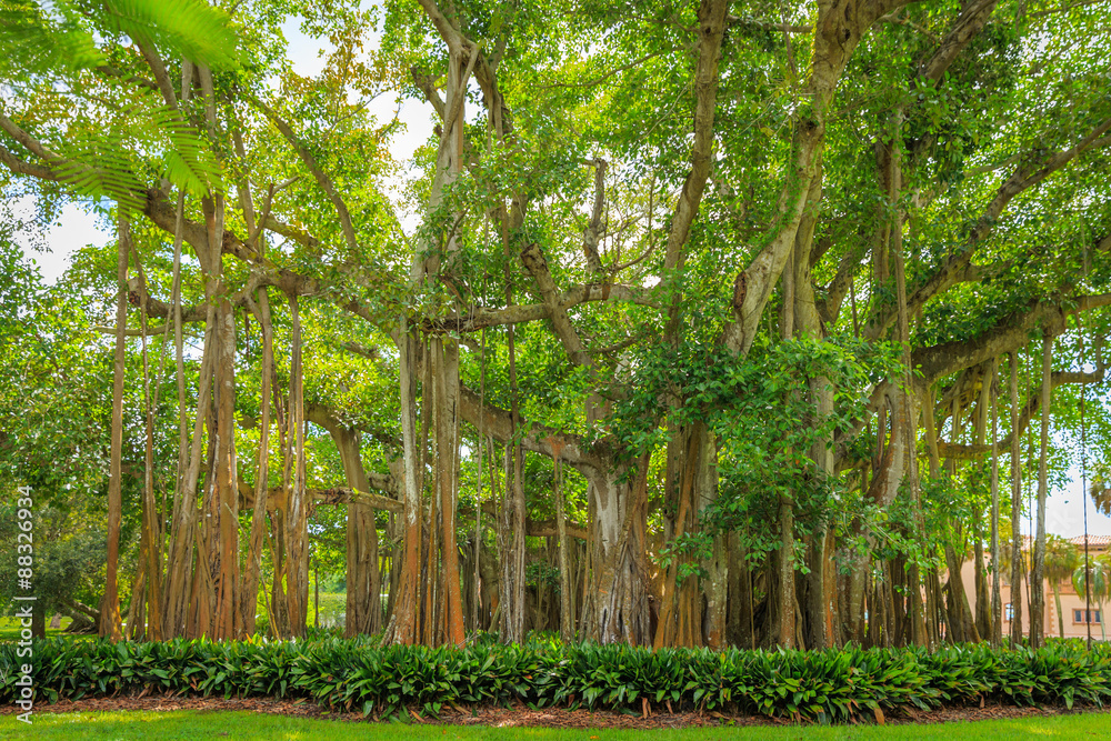 Banyan tree Stock Photo | Adobe Stock