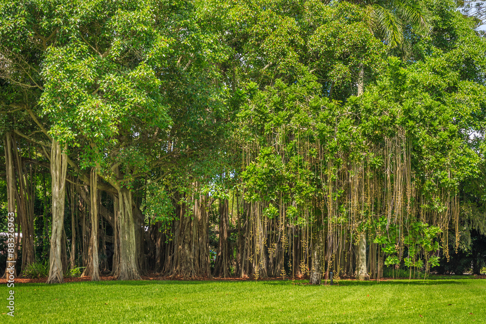 Banyan tree Stock Photo | Adobe Stock