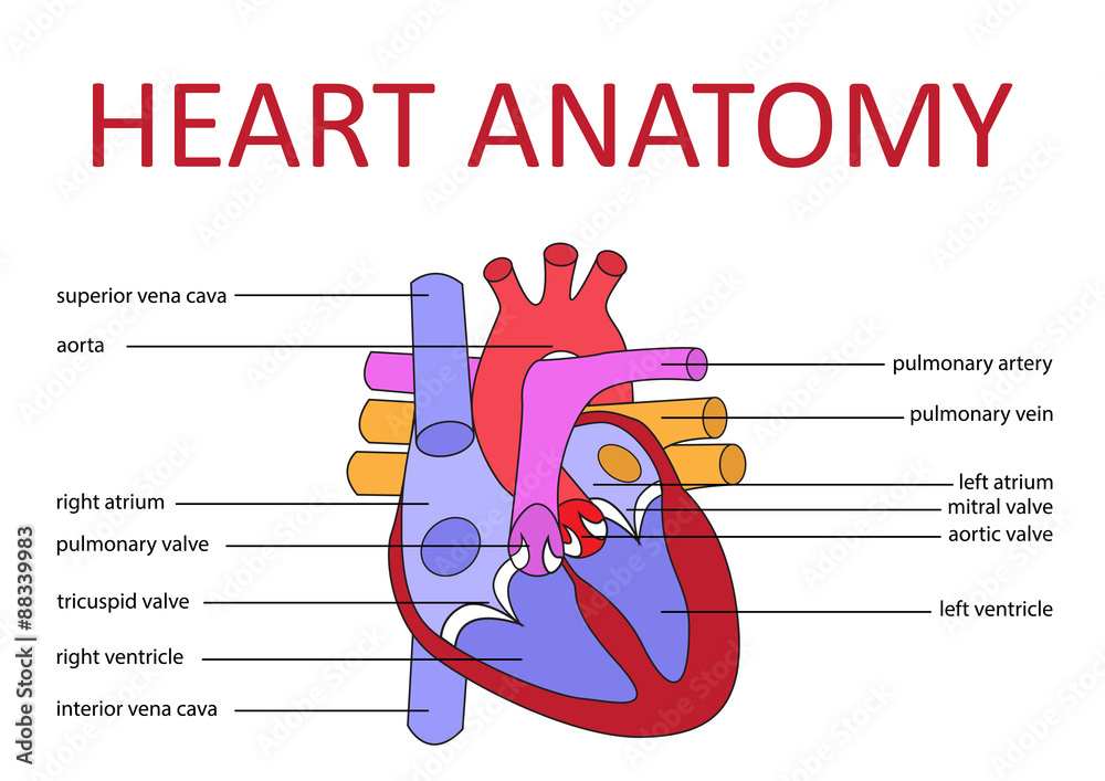 human heart anatomy schematic diagram. vector illustration Stock Vector ...