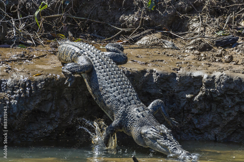 An adult wild saltwater crocodile (Crocodylus porosus) on the banks of ...