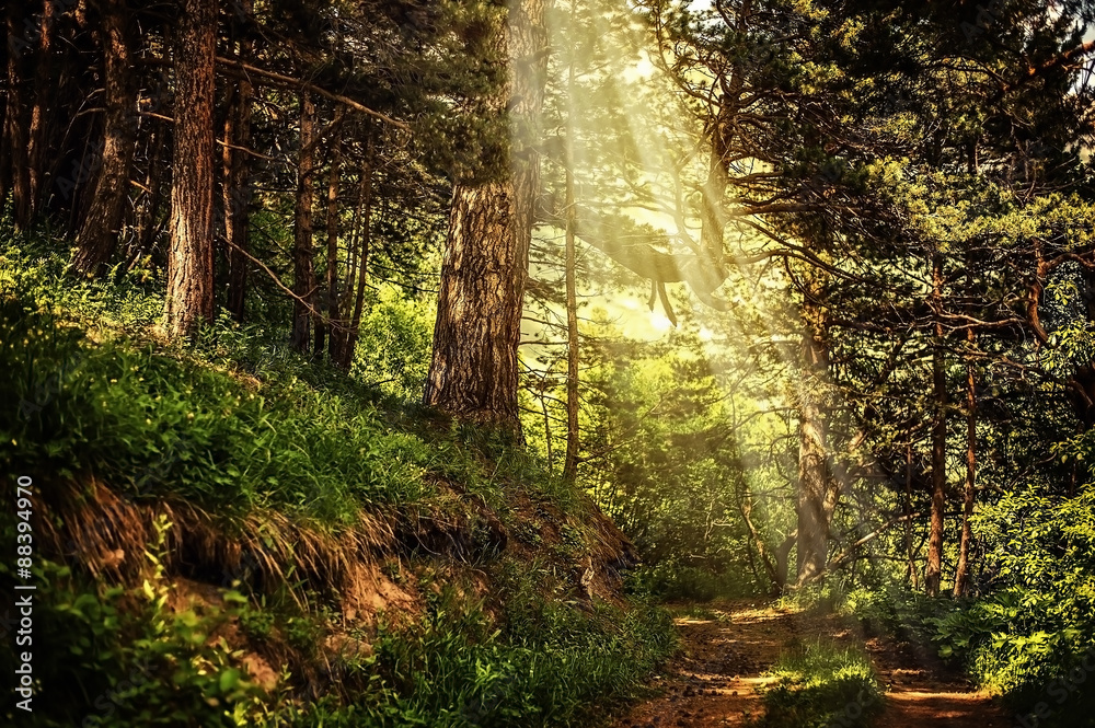 path in the beautiful magic forest and sun rays Stock Photo | Adobe Stock