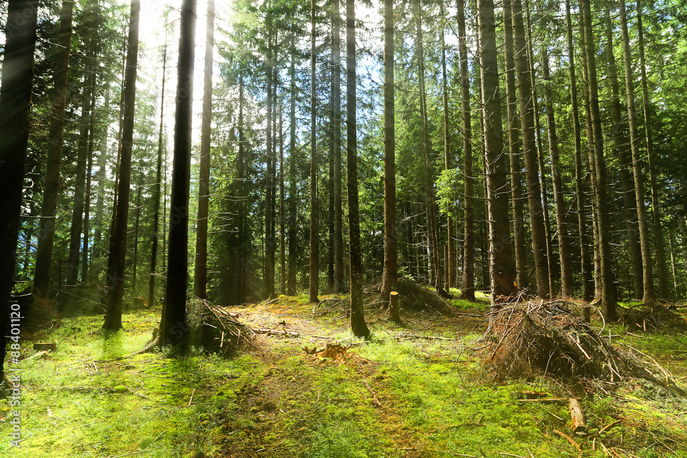 Tannenwald Stock-Foto | Adobe Stock