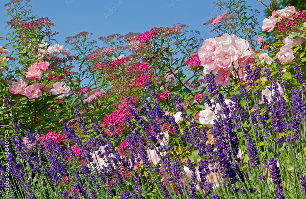 sommerliches Blumenbeet mit Rosen und Lavendel Stock-Foto | Adobe Stock