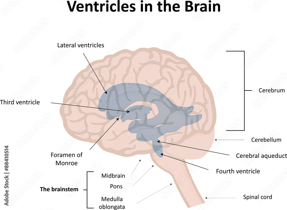 Ventricular System of the Brain With Labels Stock Illustration | Adobe ...