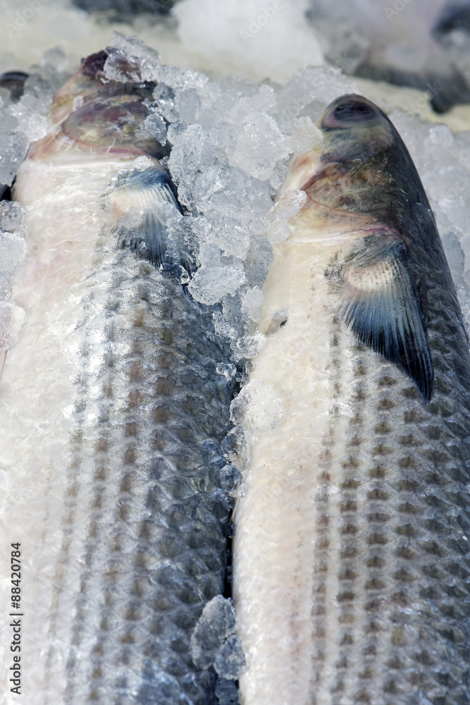 Mullet or grey mullet exposed in fish market Stock Photo | Adobe Stock