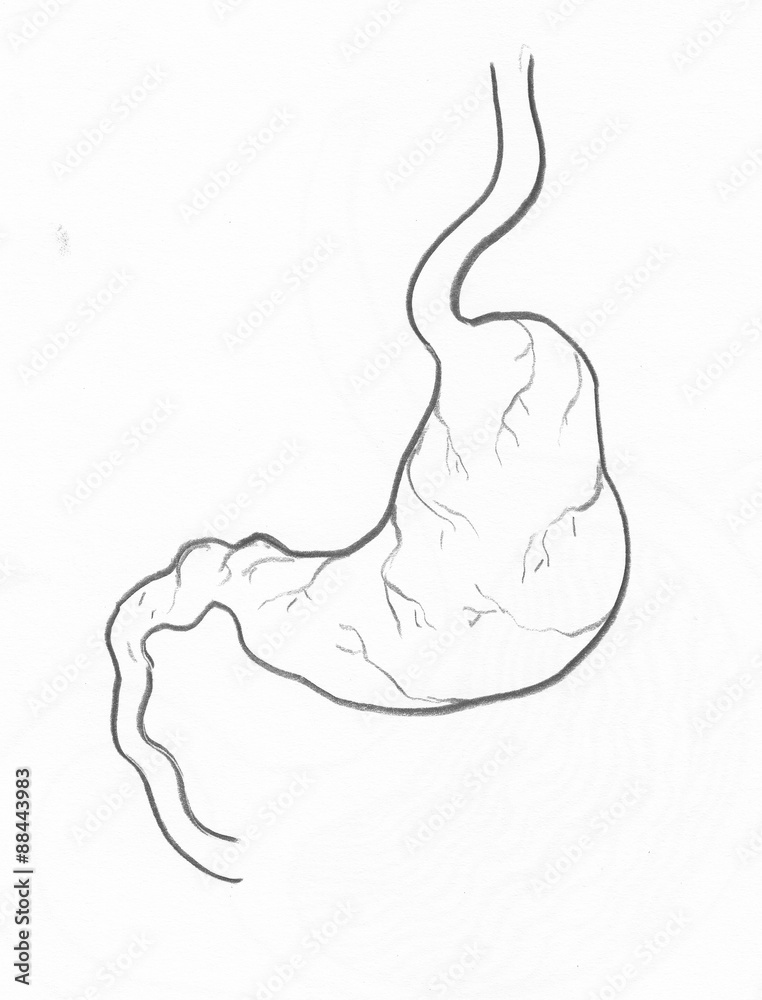 Human Stomach anatomy of the internal digestive organ with cross ...