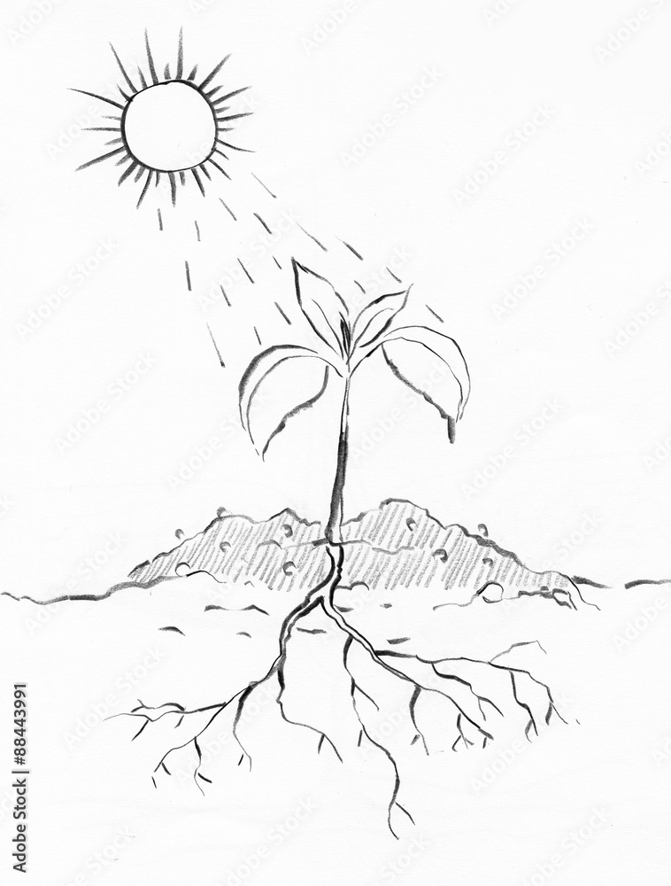 Photosynthesis Plants Make Food Using Sunlight And Nature Artwork Stock Illustration Adobe