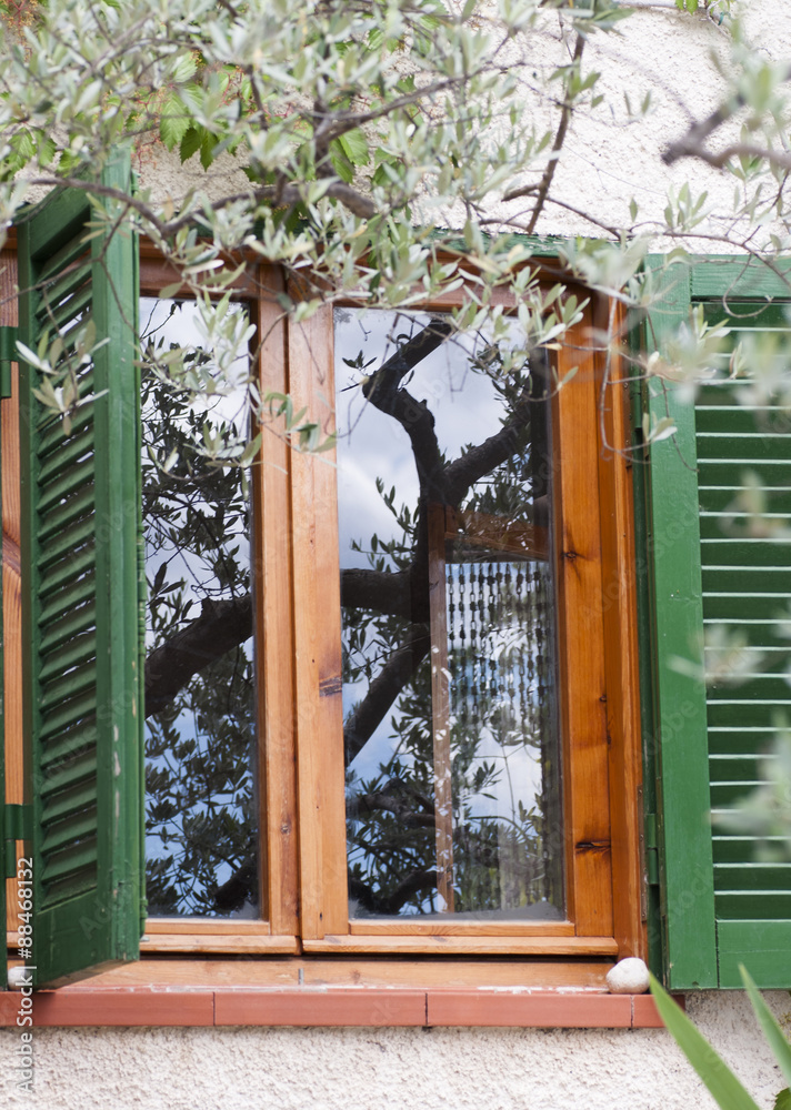 reflection of an olive tree on the window Stock Photo | Adobe Stock