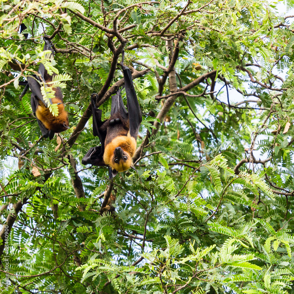 giant fruit bat on tree Stock Photo | Adobe Stock