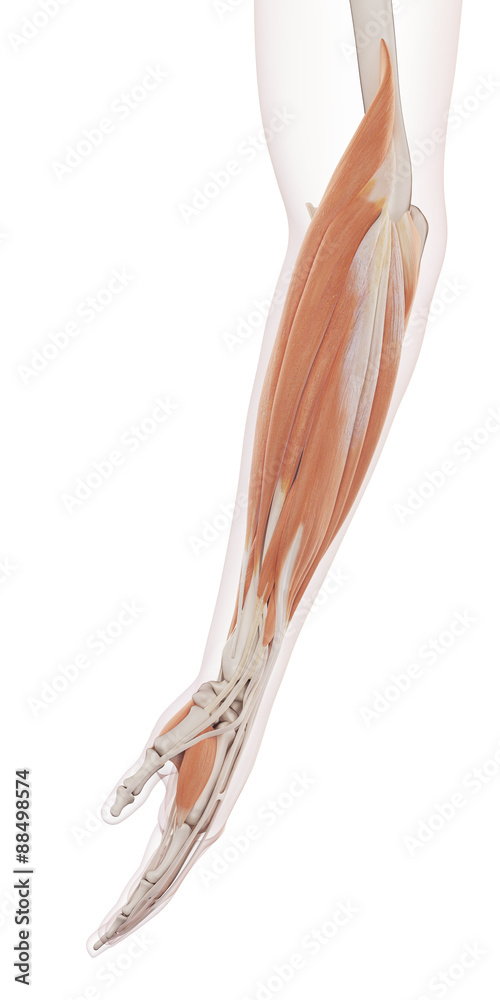 medically accurate muscle illustration of the lower arm muscles Stock ...