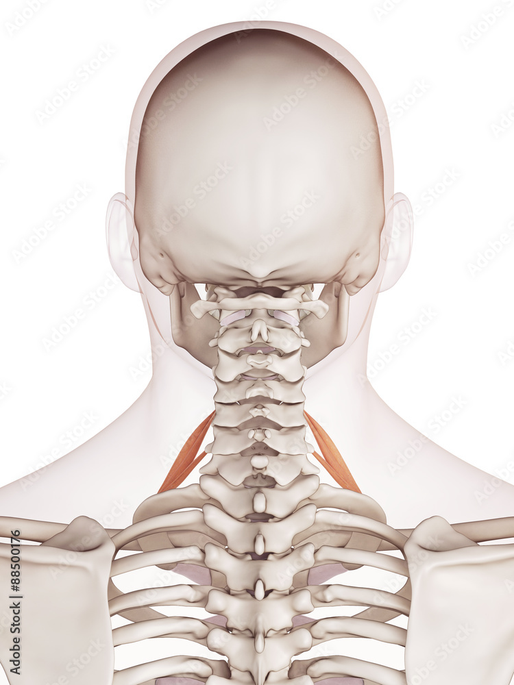 medically accurate muscle illustration of the anterior scalene Stock ...