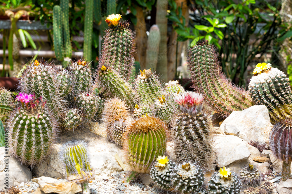 different types of the blossoming cactuses growing in a greenhouse ...