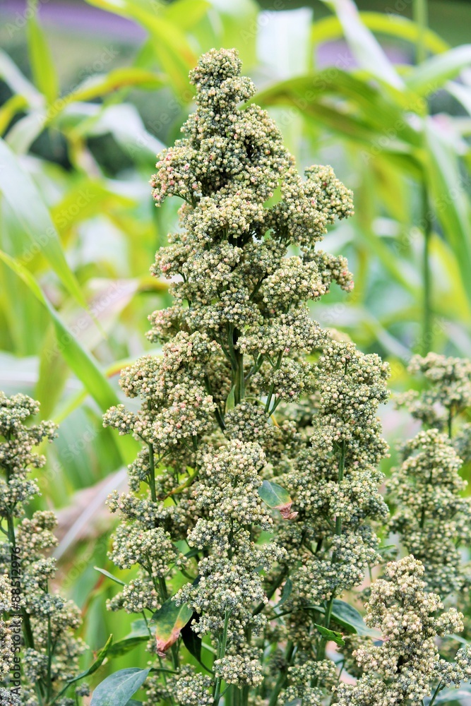 Quinoa plant growing background superfood sprouted seed quinoa food ...