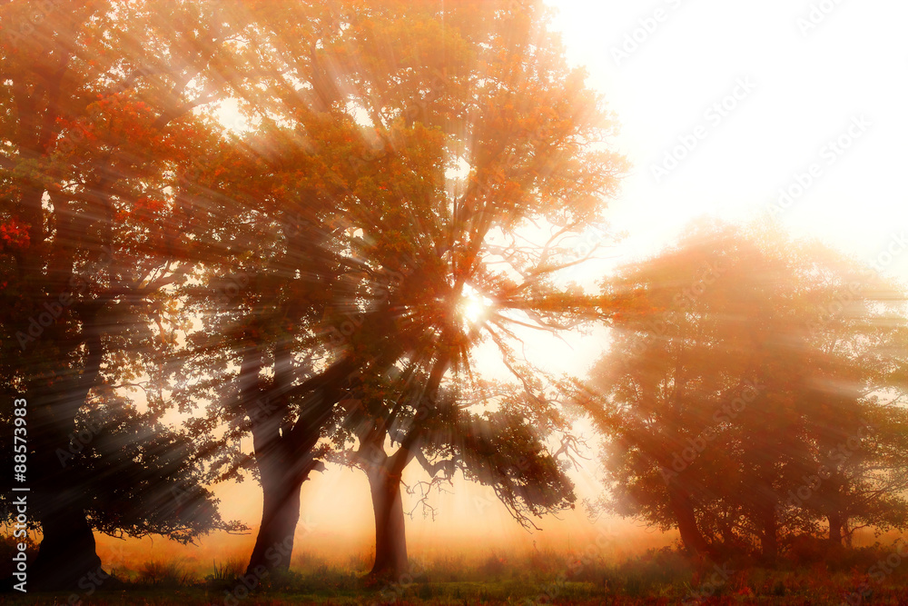 Trees rays of light. Rays of sunlight shining through tree branches ...