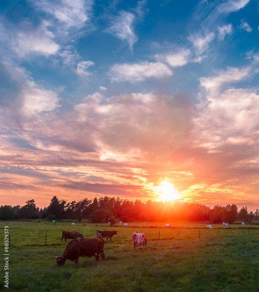 Cows Clouds Sunset