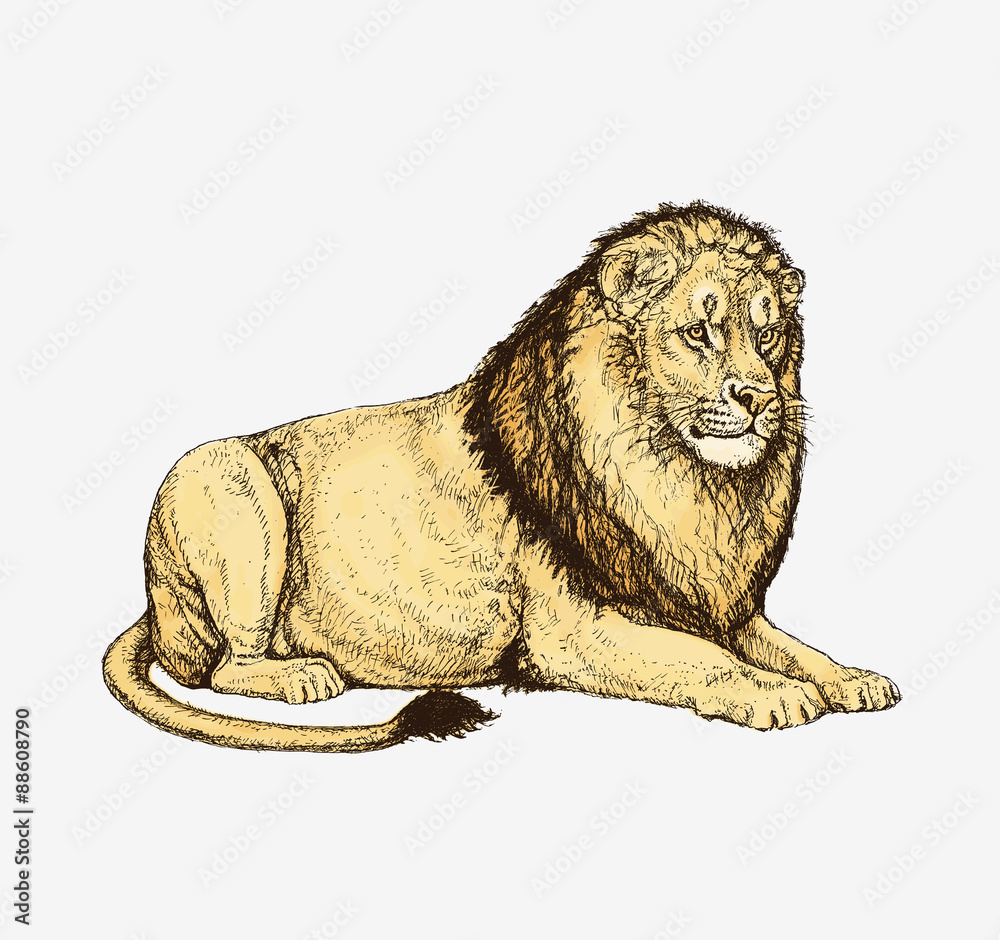 Pencil drawing of a lying lion Stock Vector | Adobe Stock