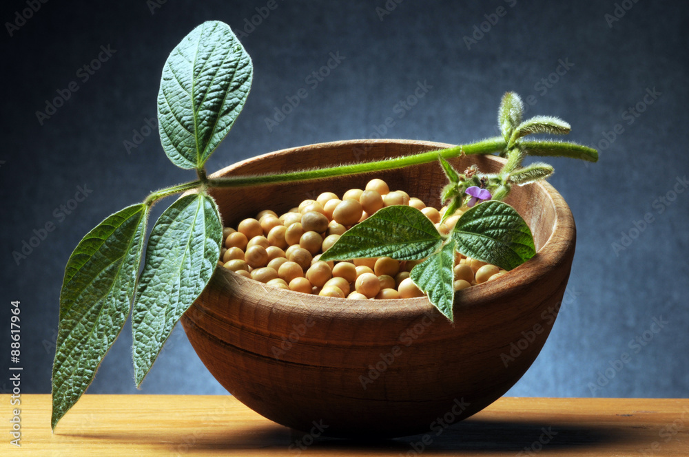 Glycine max སྲན་སེར། 黃豆 Sojauba Soijapapu Soia Σόγια סויה Soja 大豆 ถั่ว ...