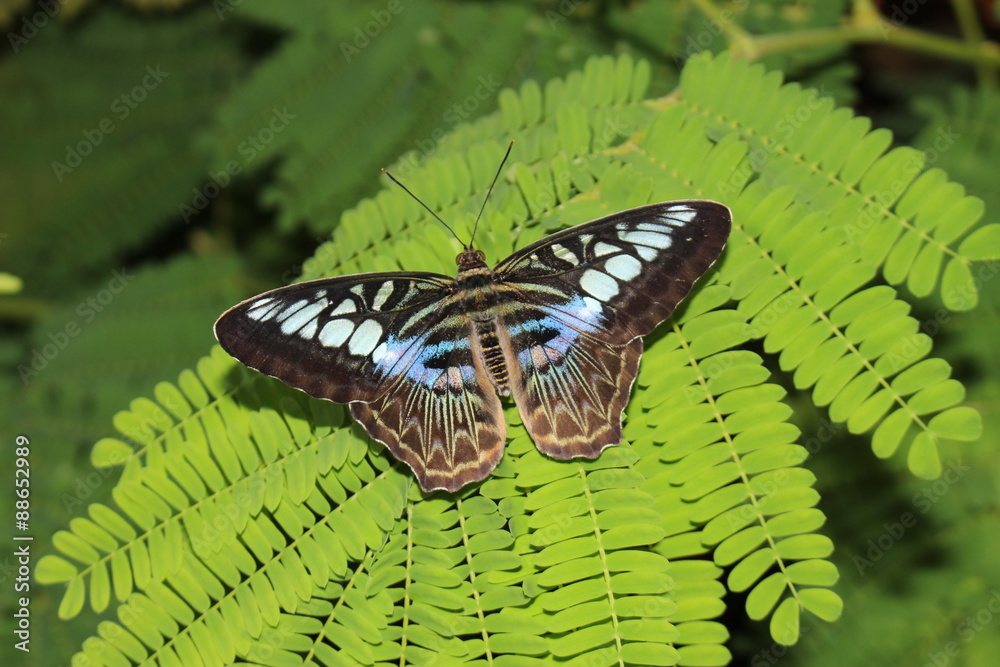 Blue "Clipper Butterfly" in Innsbruck, Austria. Its scientific name is ...