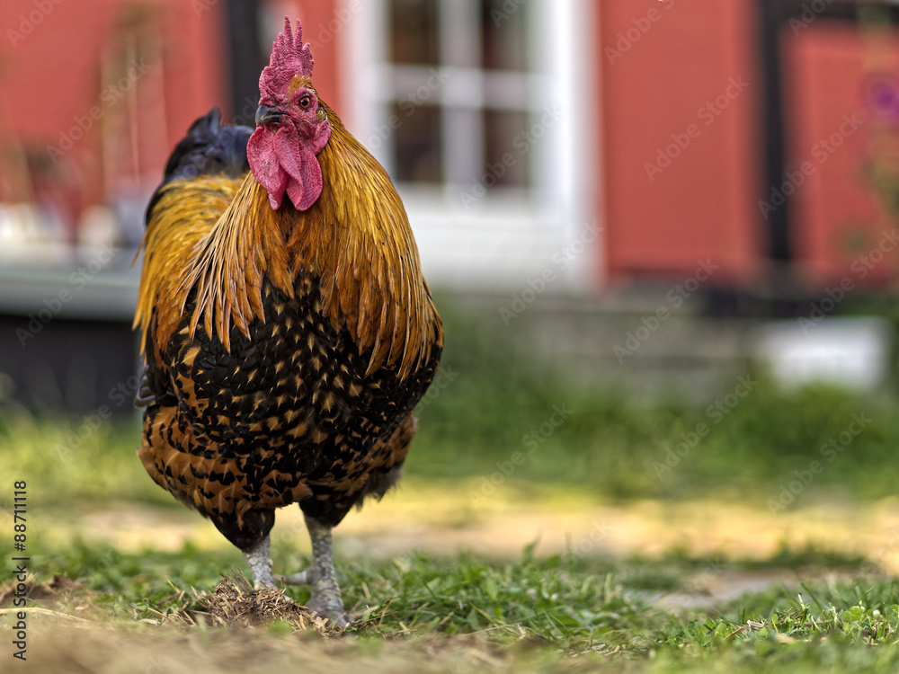 Danish Country Hen Rooster from the front. The Danish Country Hen is an ...
