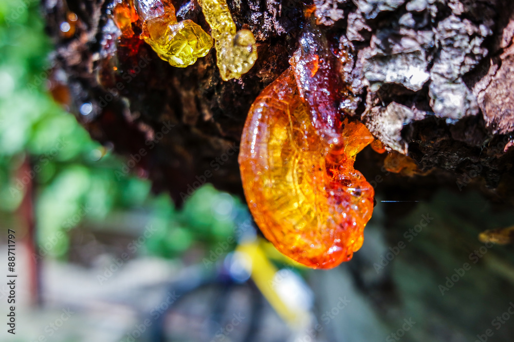 Harz Am Baum