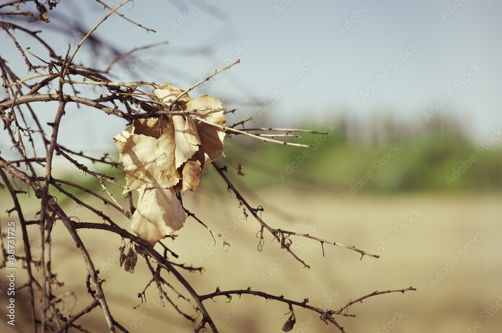 Hoja seca atrapada en las ramas de un arbol foto de Stock | Adobe Stock