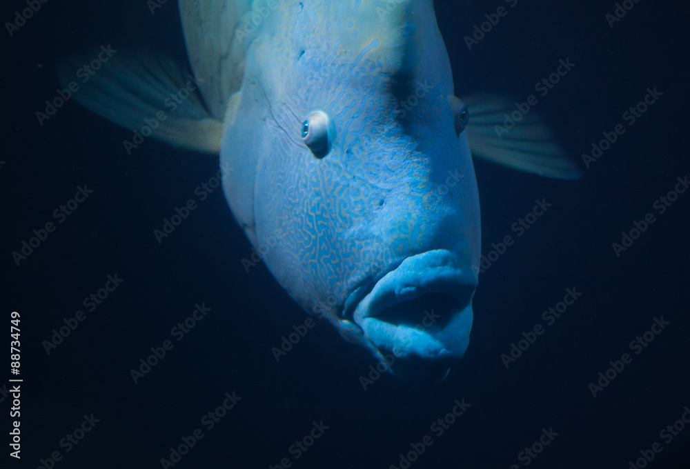Big blue fish (napoleon wrasse) Stock Photo | Adobe Stock