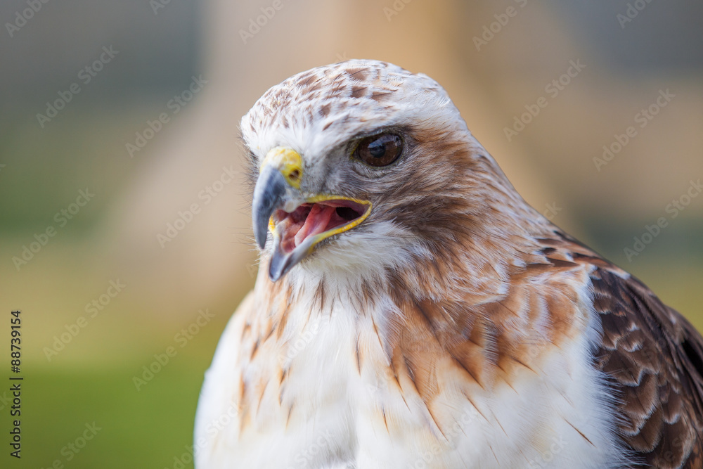 Red Tailed Hawk Beak