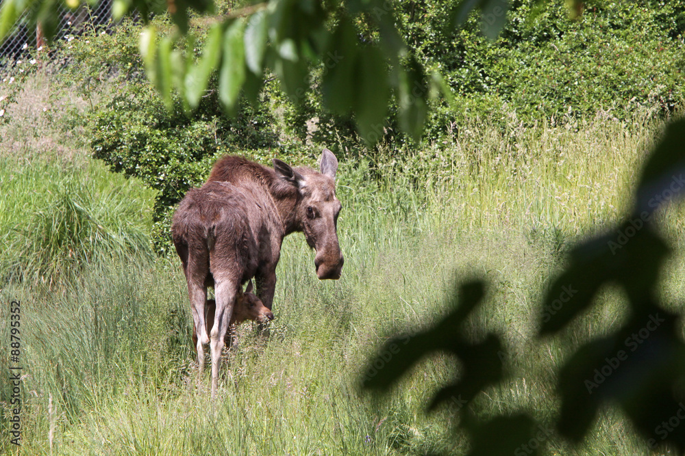 Elch Stock-Foto | Adobe Stock
