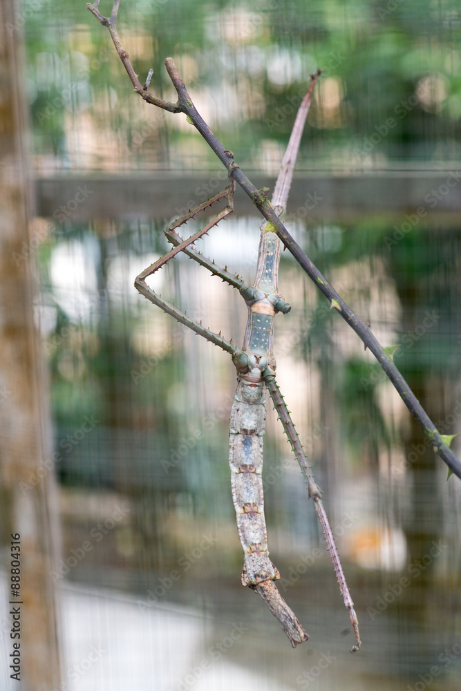 Northern Walking Stick