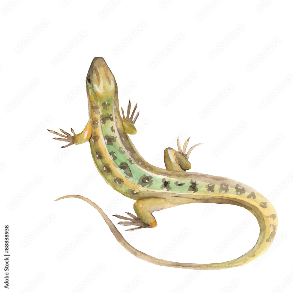 Lizard. Watercolor illustration in vector Stock Vector | Adobe Stock