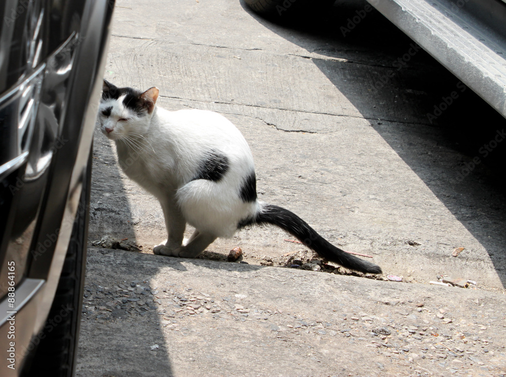 cat shitting on car parking floor Stock Photo | Adobe Stock