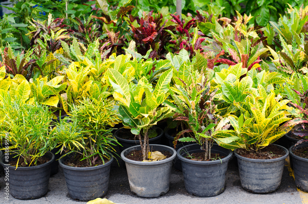 Codiaeum variegatum in pot at jatujak market, Bangkok, Thailand Stock ...