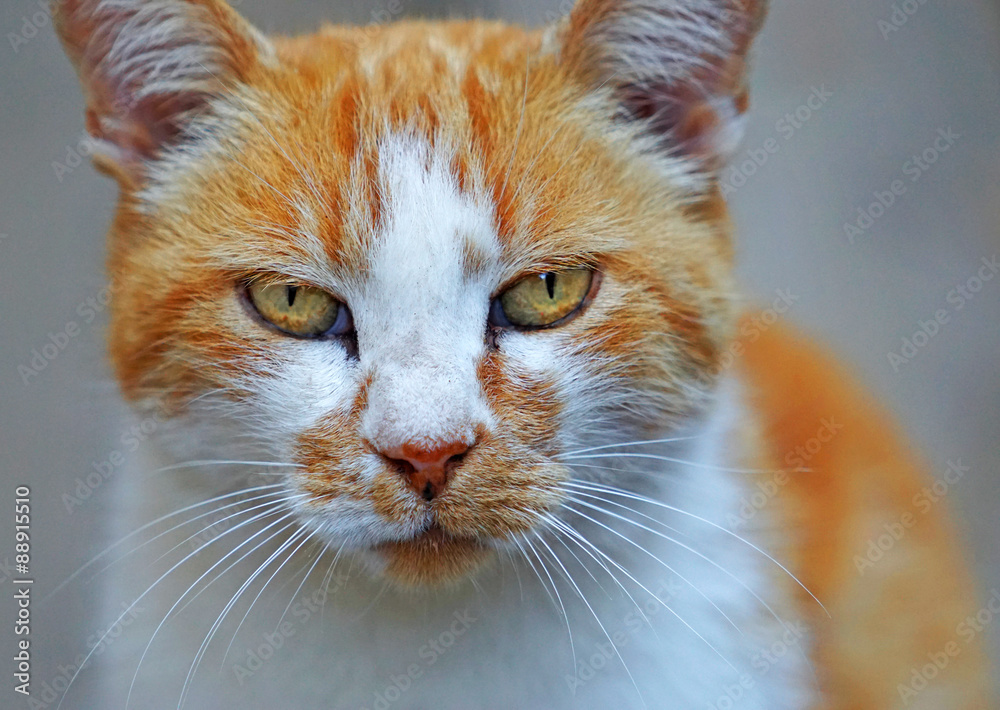 Portrait d'un chat roux et blanc Photos | Adobe Stock