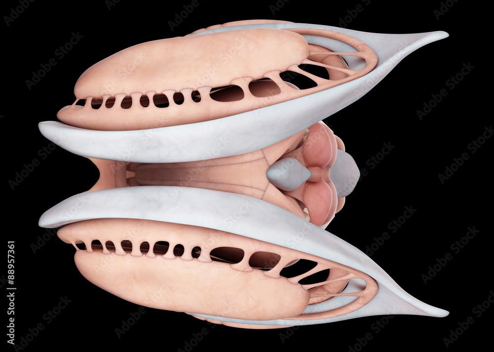 medically accurate illustration of the internal brain anatomy Stock ...