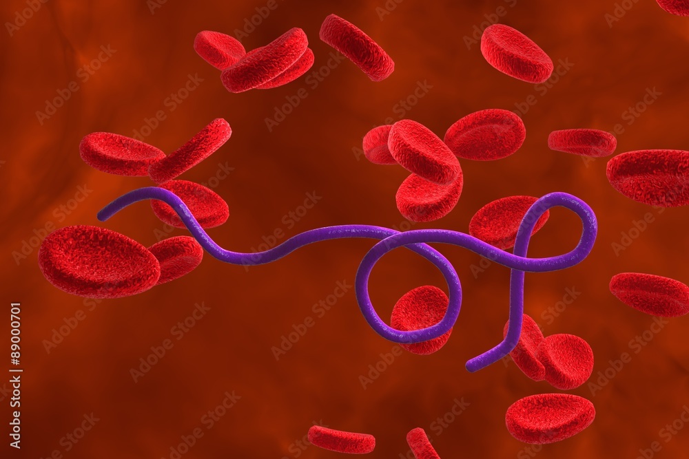 Ilustrace „Three-dimensional drawing of Borrelia bacteria in blood with ...