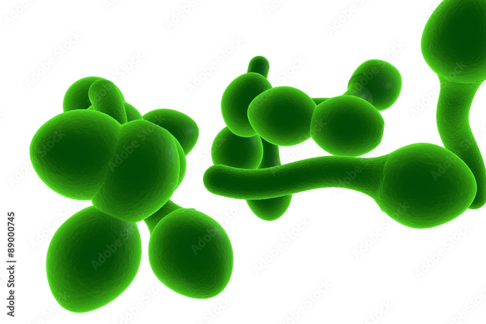 Digital illustration of fungi Candida albicans which cause candidiasis ...