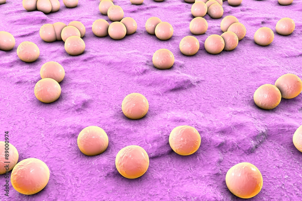 Spherical bacteria on the surface of skin or mucous membrane, model of ...