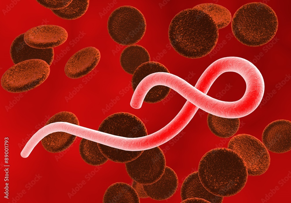 Three-dimensional drawing of Ebola virus with red blood cells, model of ...