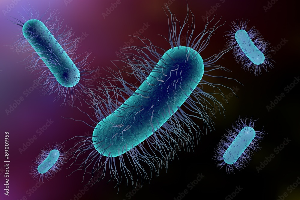 Microscopic view of Escherichia coli, Salmonella, enteric bacteria on ...