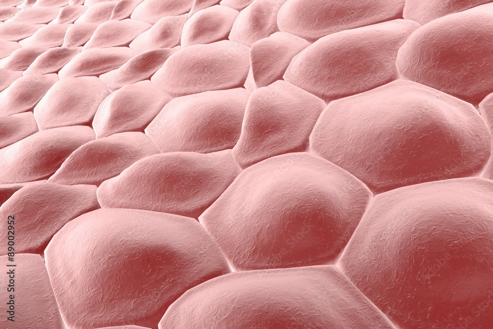 Poster Layer of cells, human skin cells, epithelial cells, histology ...