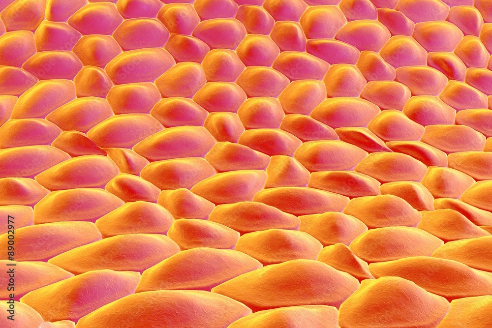 Layer of cells, human skin cells, epithelial cells, histology ...