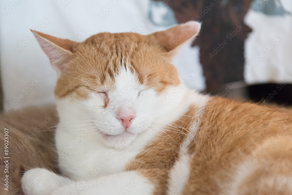 Sleeping Cat Face