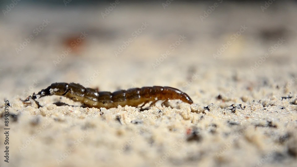 Larvae of water beetles Dytiscus persicus. The larva of the beetle ...