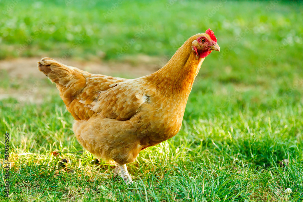 Chicken in green garden Stock Photo | Adobe Stock