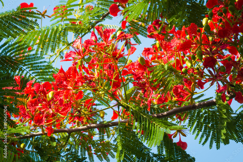 Fire Tree Flower