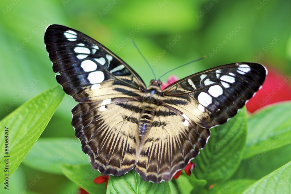 Parthenos sylvia, clipper butterfly, dorsal view Stock Photo | Adobe Stock