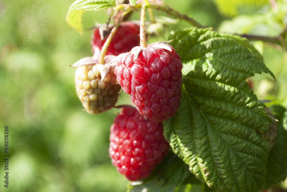 Himbeeren, Himbeerstrauch, Rubus idaeus Stock-Foto | Adobe Stock